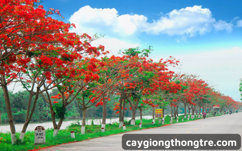 Cây Phượng Vĩ Có ý Nghĩa Gì Và Cách Chăm Sóc Cây Phượng Vĩ Công Trình Nở Hoa đẹp Rực Rỡ